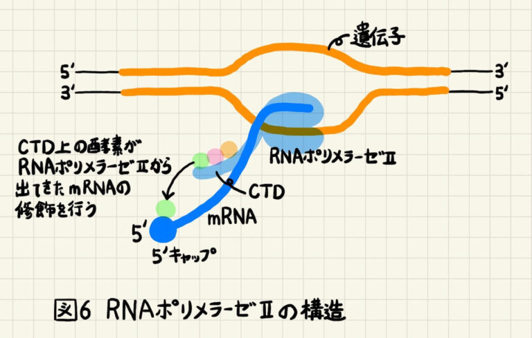 RNAスプライシング、5’キャップ、ポリA、mRNAワクチンの化学修飾など、RNAの修飾について詳しく解説！ | じっくり医学講座