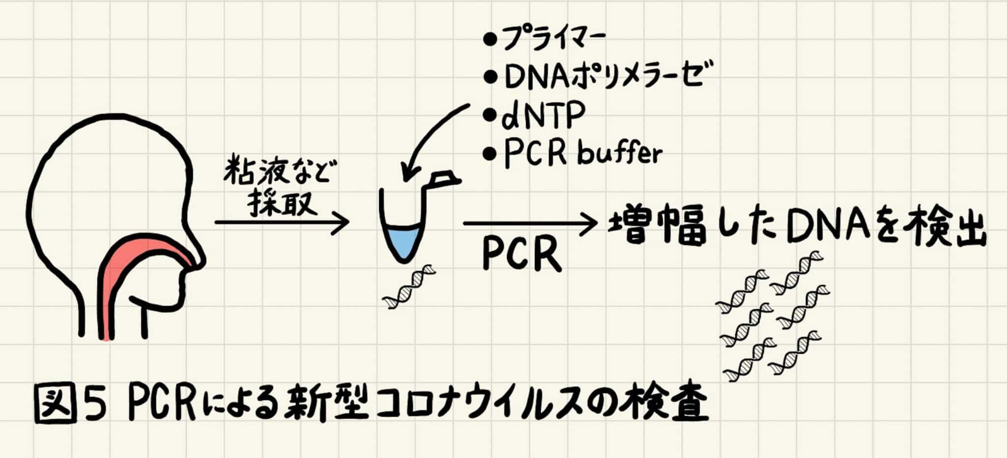 PCR法の原理をわかりやすく解説！ | じっくり医学講座