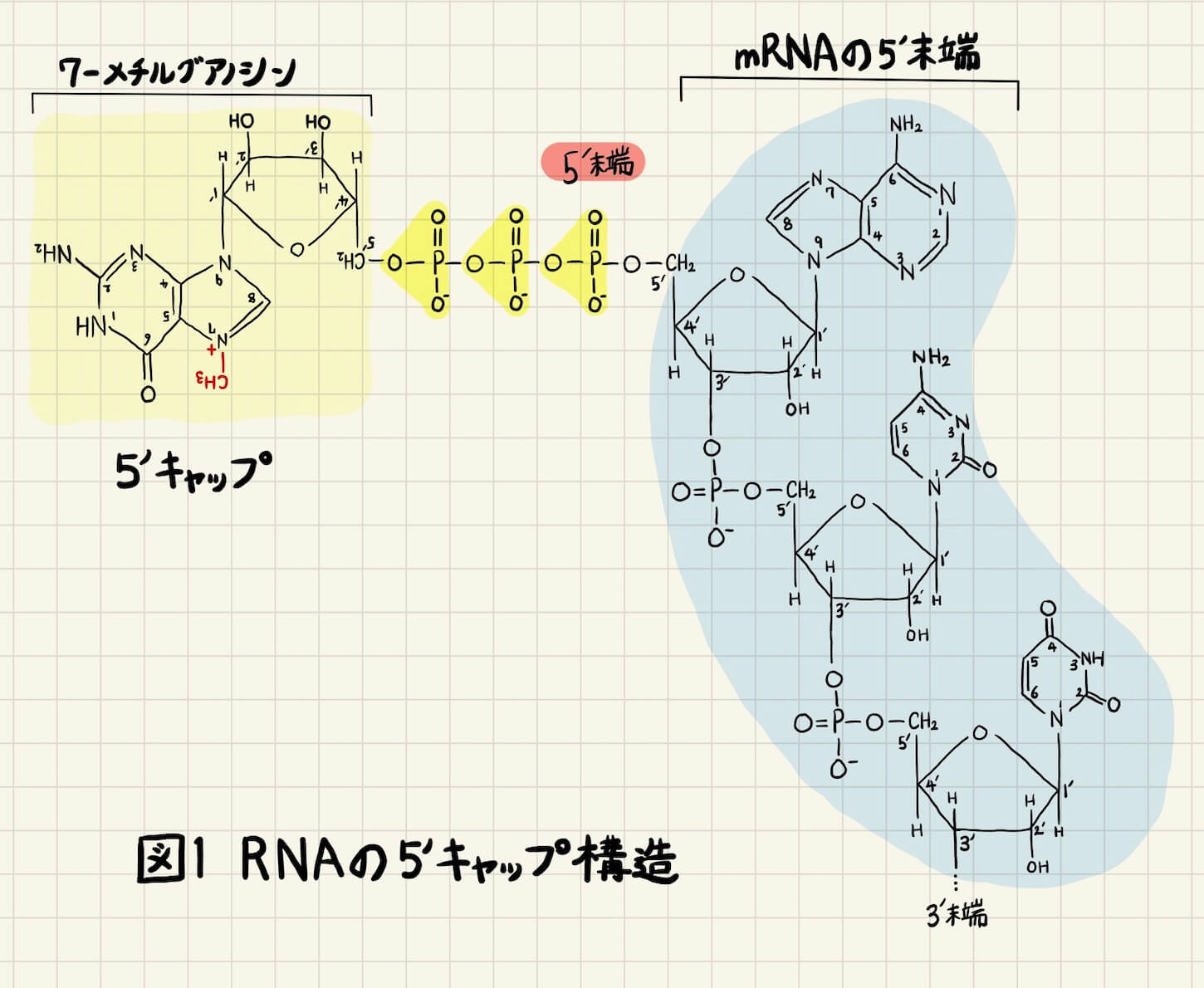 RNAスプライシング、5’キャップ、ポリA、mRNAワクチンの化学修飾など、RNAの修飾について詳しく解説！ | じっくり医学講座