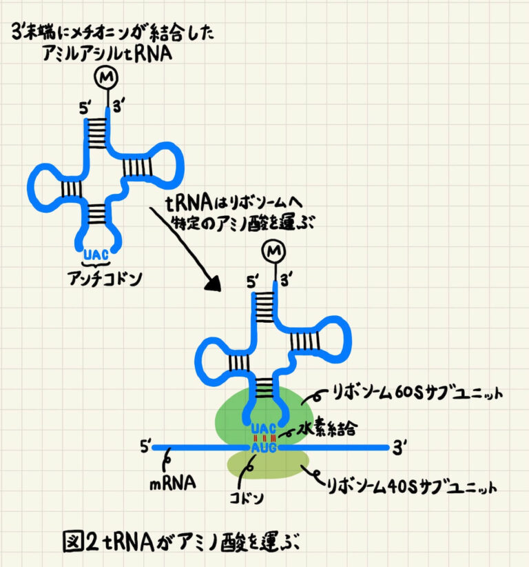 どうやってmRNAの遺伝情報がアミノ酸配列に変換されるのか？tRNAの働きを詳しく解説！ | じっくり医学講座