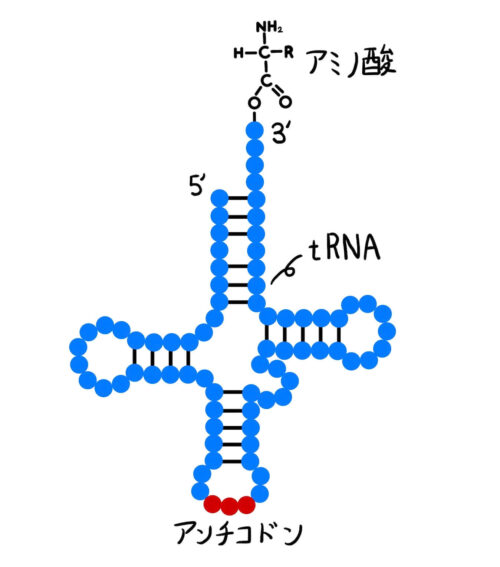 どうやってmRNAの遺伝情報がアミノ酸配列に変換されるのか？tRNAの働きを詳しく解説！ | じっくり医学講座