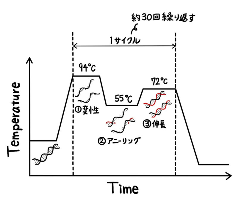 PCR法の原理をわかりやすく解説！ | じっくり医学講座