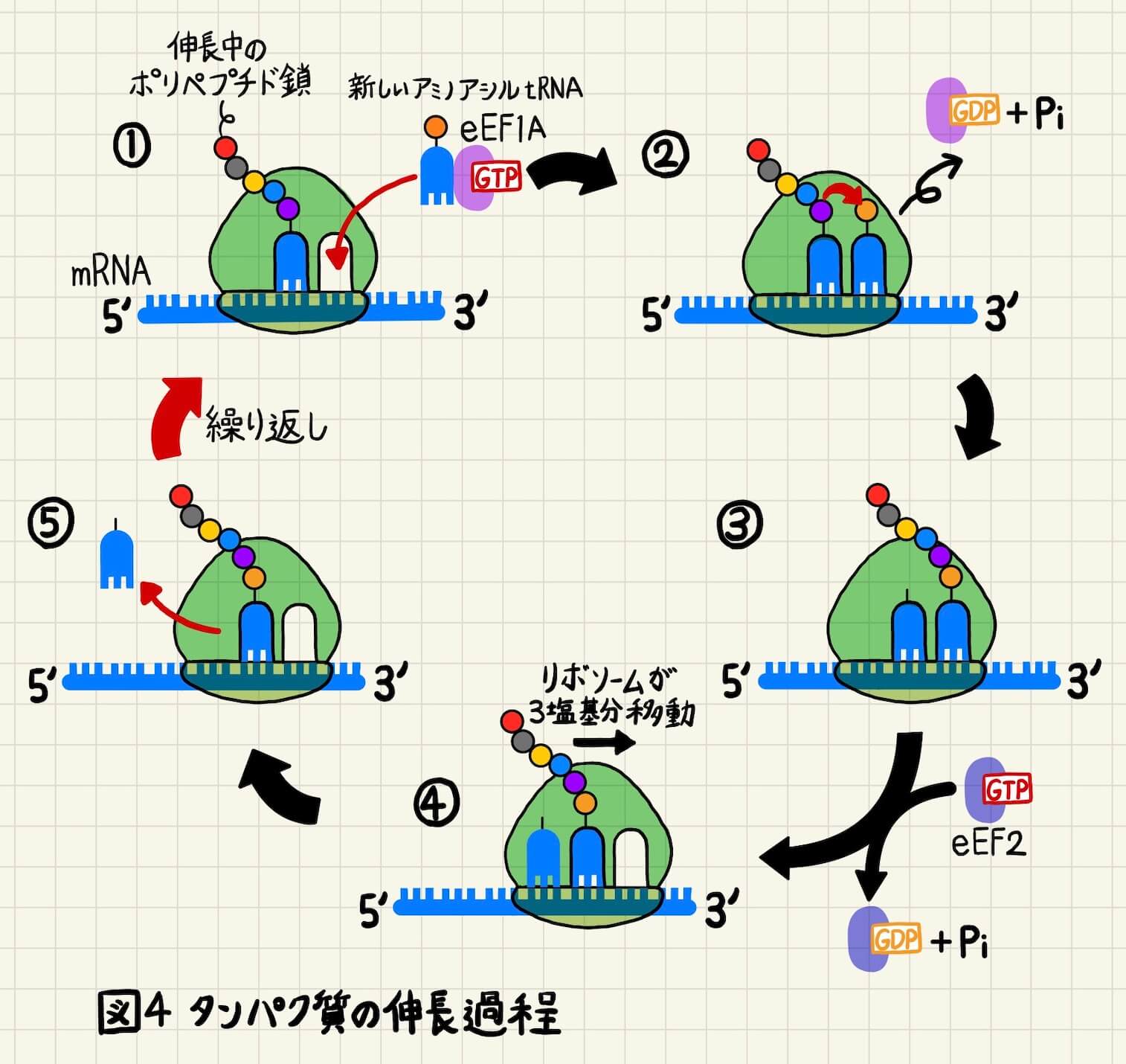 mRNAからタンパク質へ！翻訳の仕組みを詳しく解説！ | じっくり医学講座