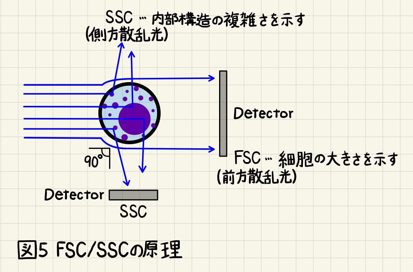 フローサイトメトリー（FCM）の原理をできるだけ簡単に、わかりやすく解説！ | じっくり医学講座