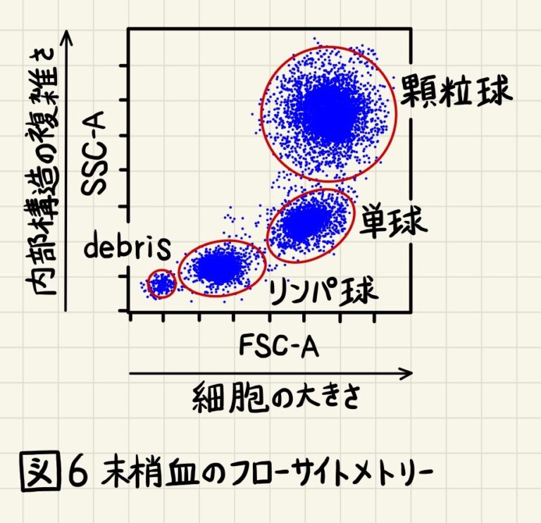 フローサイトメトリー（FCM）の原理をできるだけ簡単に、わかりやすく解説！ | じっくり医学講座