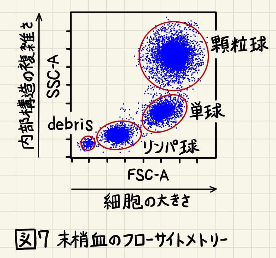 フローサイトメトリーの解析に必須の知識！ダブレット除去の原理・やり方を詳しく解説！ | じっくり医学講座