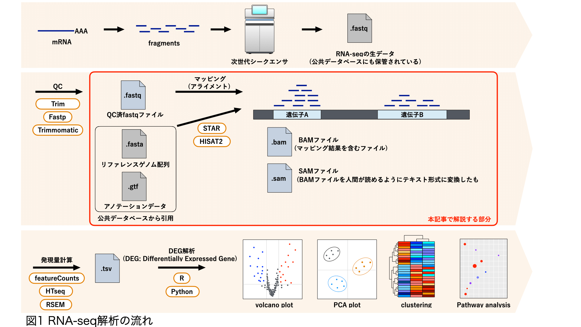 【RNA-seq解析 Part 3】マッピング（アライメント）のやり方について詳しく解説！ | じっくり医学講座